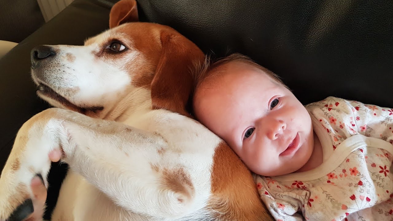 Our baby begins to recognize her dogs - YouTube