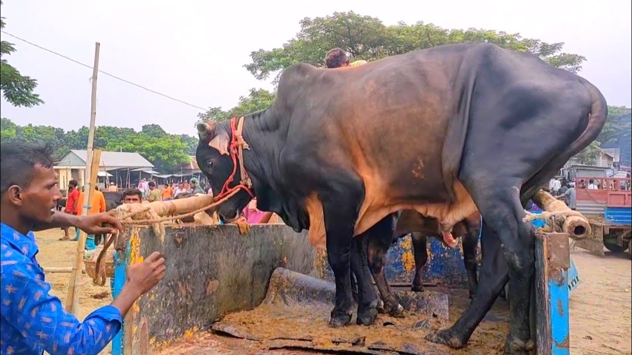 Baby Cow Unloading, Cow Of 2023, Hamba, Goru, Cow Videos, Ep-68 - YouTube