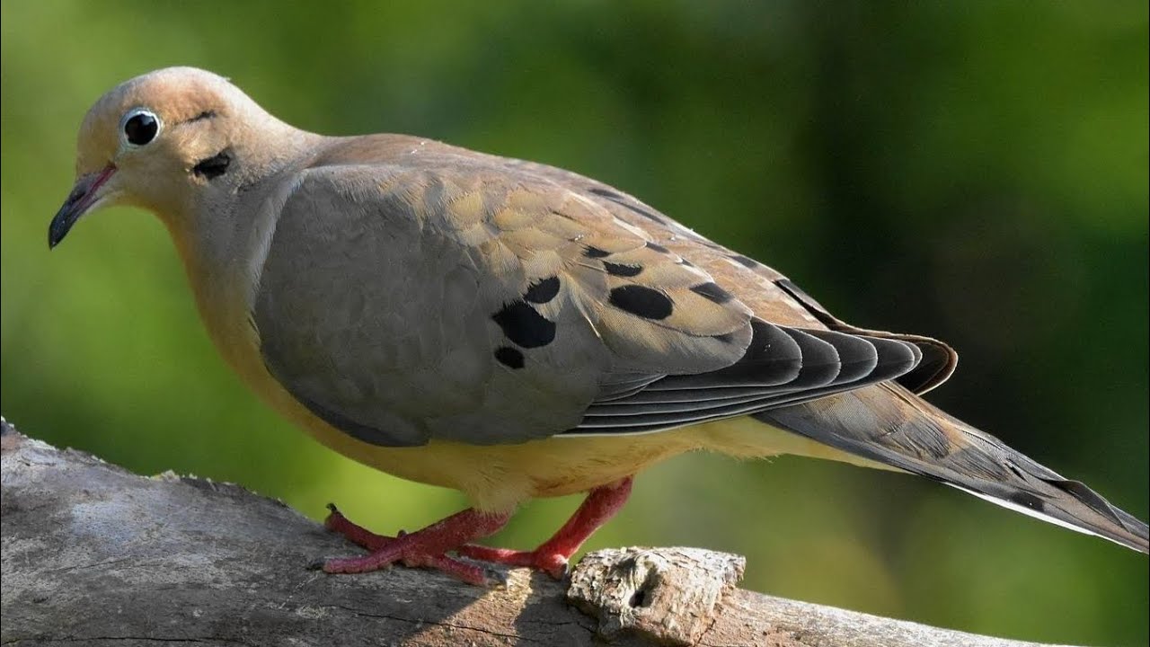 Nombre verdadero de los Rolones (zenaida auriculata ) - YouTube