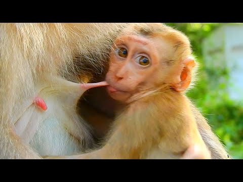Amazing baby Amanda feeding milk step mother Ashley