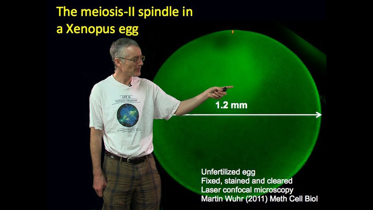 Tim Mitchison (Harvard) Part 2: Self-organization of meiotic spindles ...