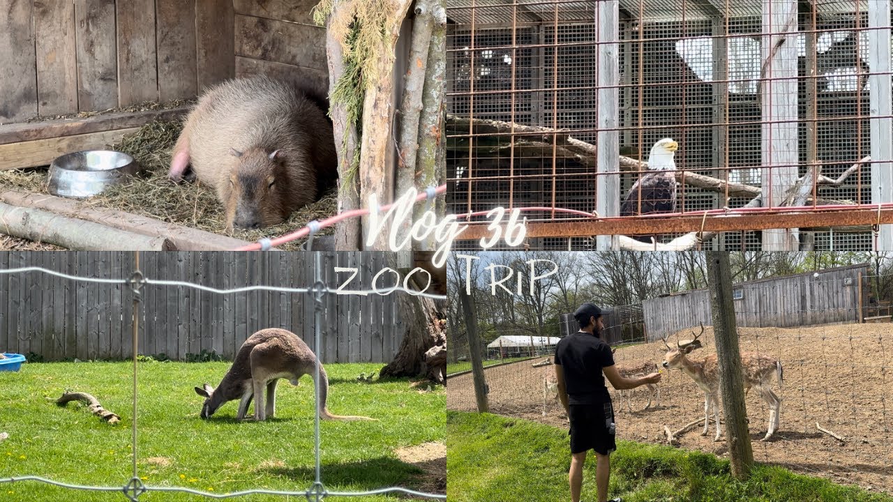 Twin valley zoo in Brantford | Vlog 36 - YouTube