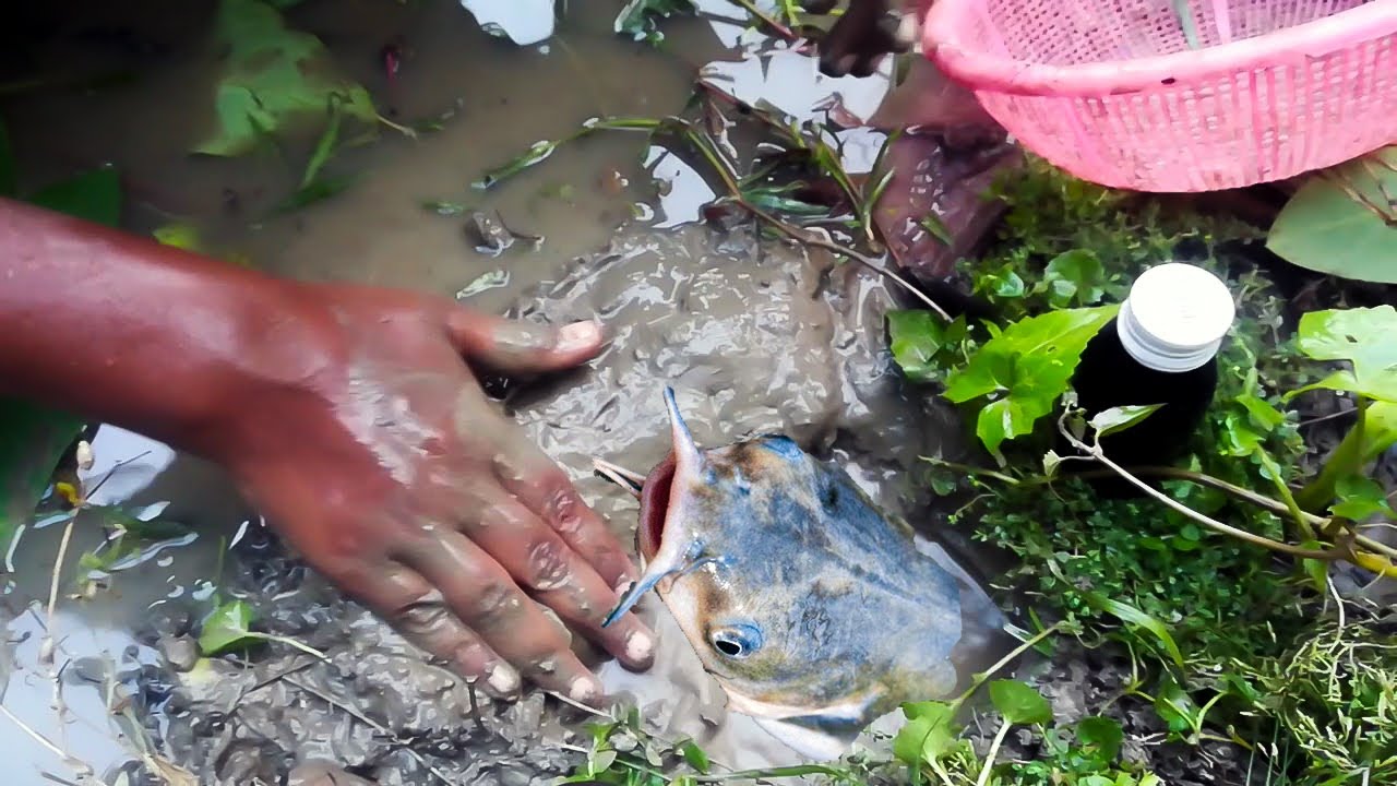 Awesome Traditional Hand Fishing Video | Best Hand Fishing Video - YouTube