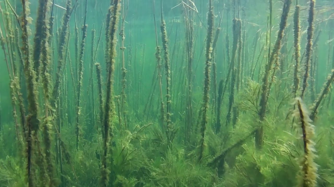 Through the reeds. Reed stems. Beautiful underwater shooting in Full HD ...