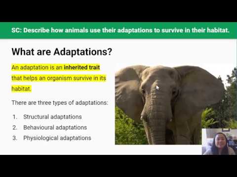 Ecology 3: Adaptations (Video 3 in Yr 10 Living World Series) - YouTube
