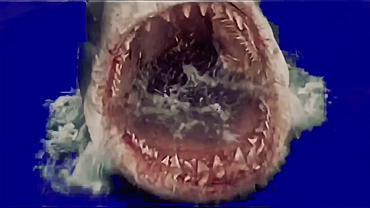 Shark Surprise - YouTube
