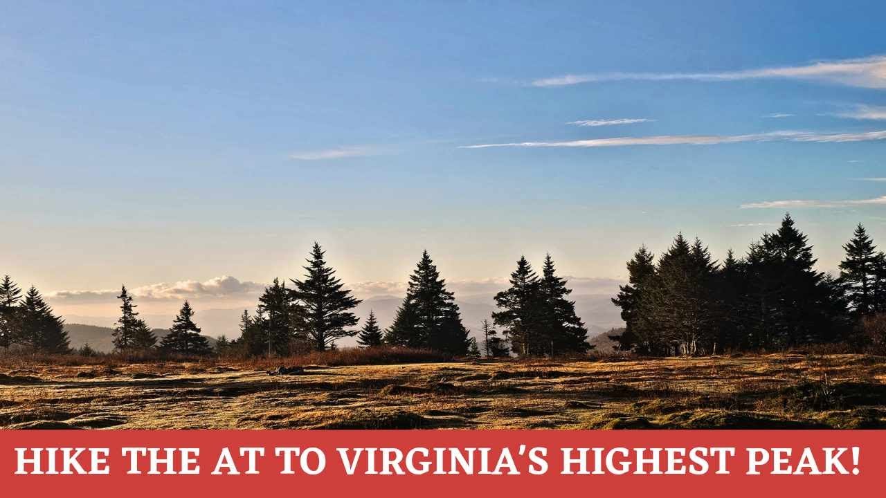 Spruce-fir Forests of the Southern Appalachian's: unique endangered ...