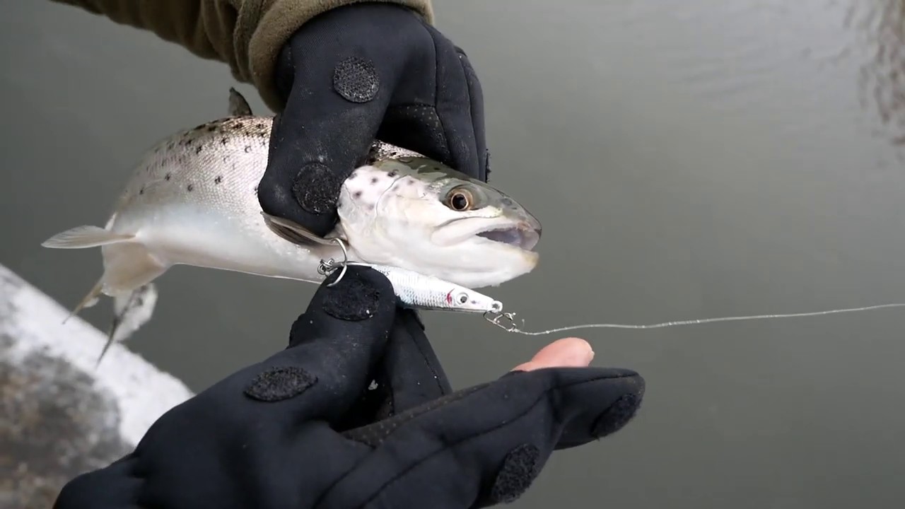 One day of winter fishing in Denmark (sea trout, flat fish)# 1 - YouTube