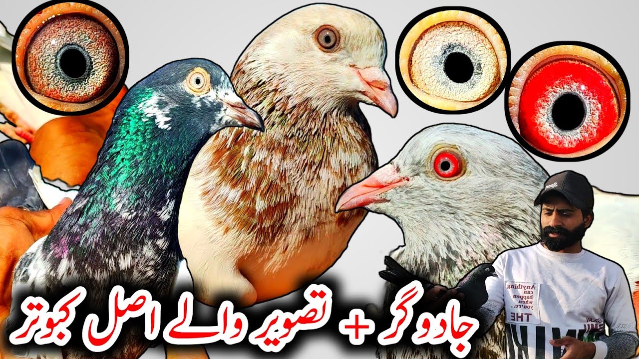 Original Lakhy Kabootar 💯 // Jaduger Teddy Kabootar // Tasveer Waly ...