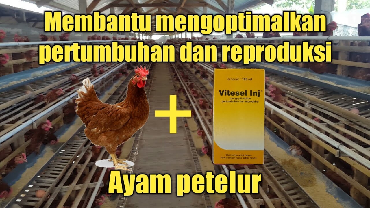 Optimalkan pertumbuhan dan reproduksi ayam petelur dengan bantuan ...