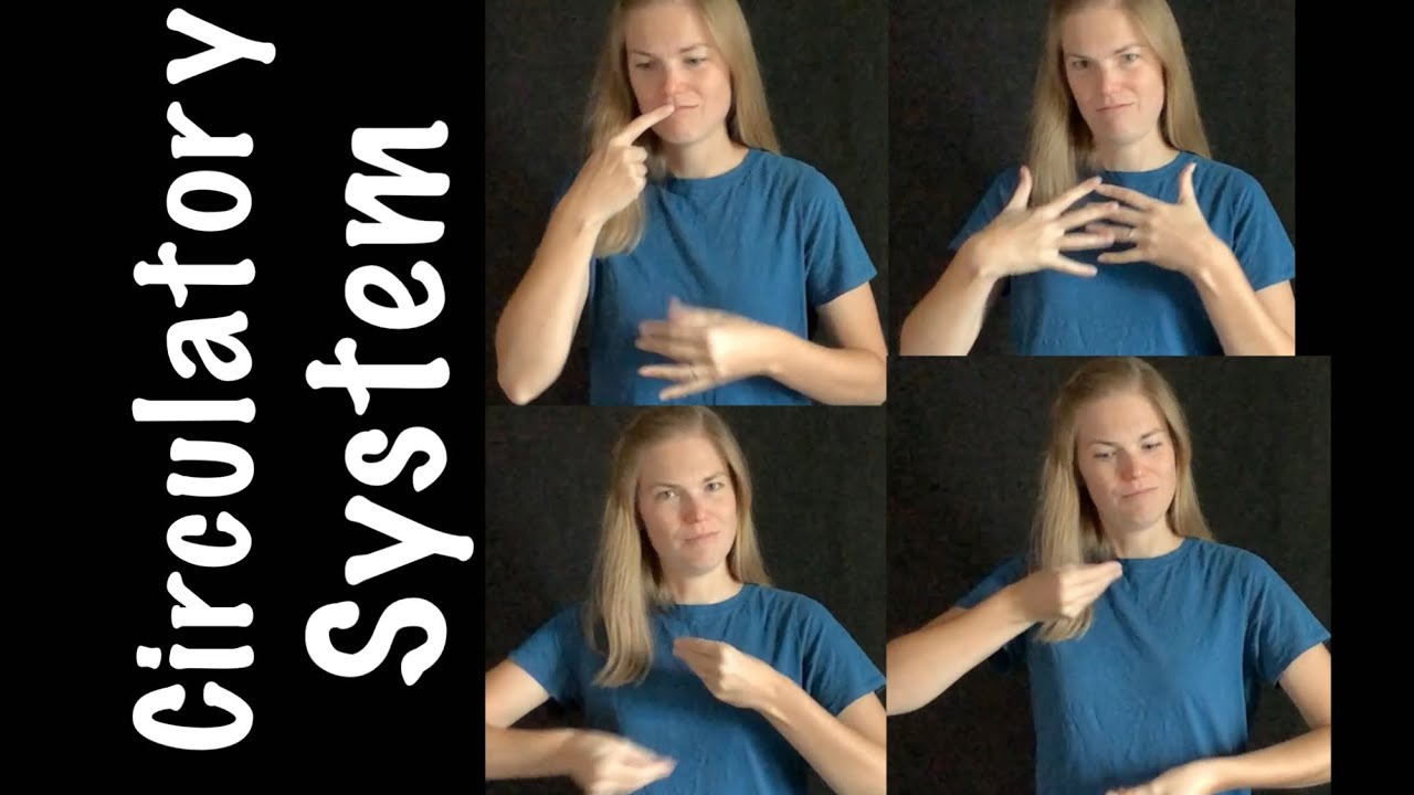 Circulatory System (ASL) - YouTube