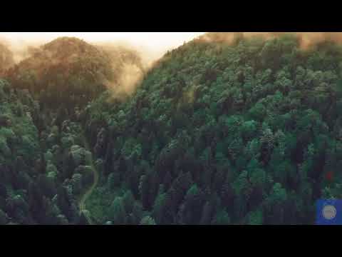 Forests Trees View by drone nature || #4k #nature status #relaxingmusic #nature #fabulousnatureworld