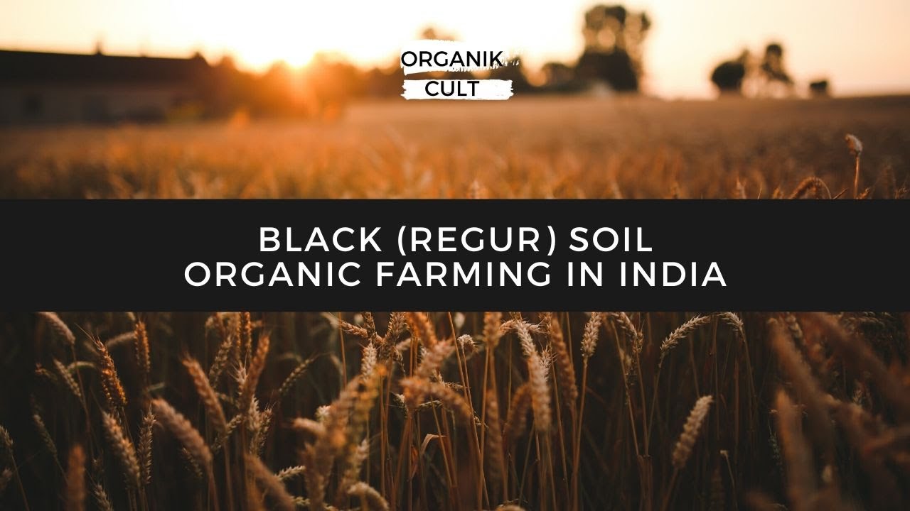 Black (Regur) Soil - Organic Farming in India - YouTube
