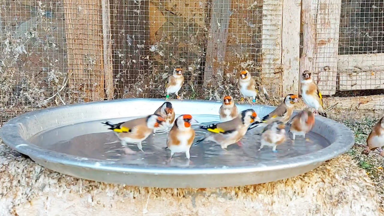 The most beautiful scenes of the goldfinch while taking a shower - YouTube