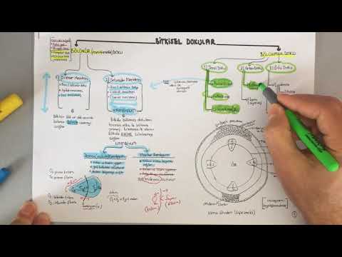 BİTKİSEL DOKULAR bölüm 1