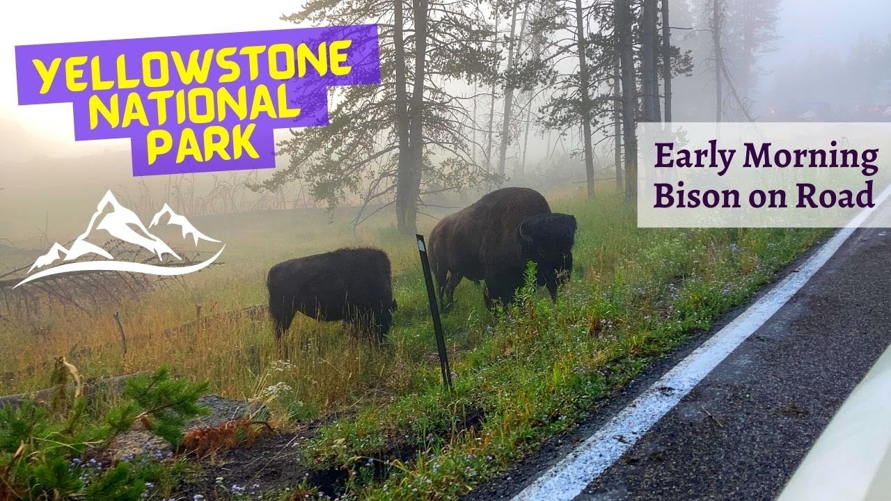 Yellowstone National Park: Hayden Valley-Bison battle on the road ...