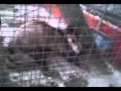 Cazador de Zorro chucho parte 2 - YouTube