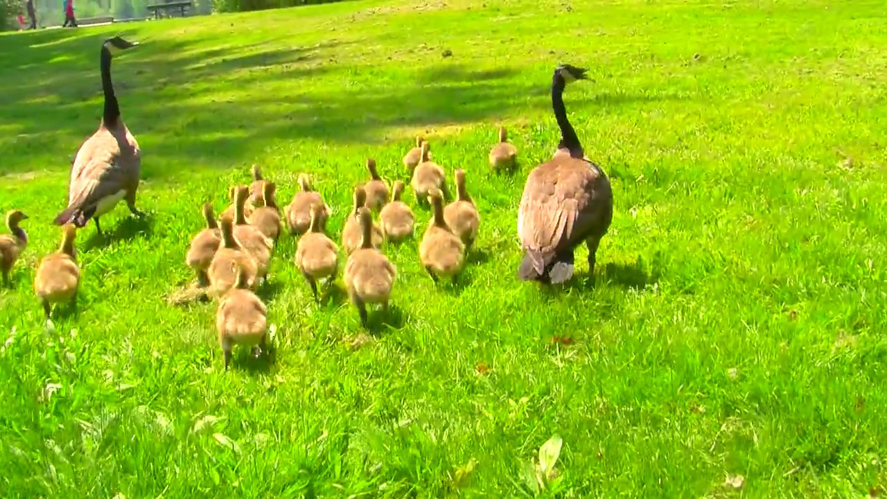 Baby Geese Canada Goose - YouTube