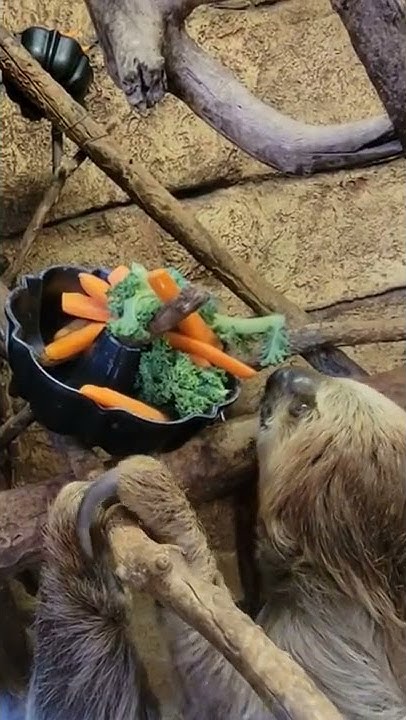 slow moving sloth - YouTube