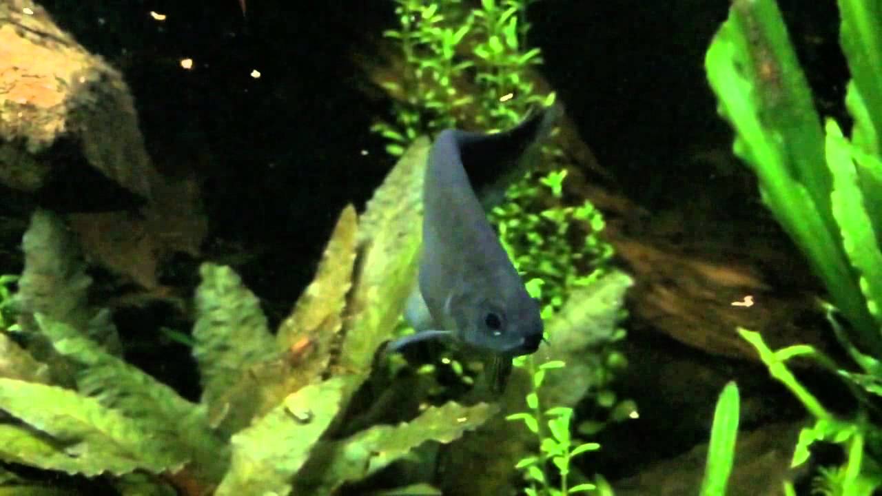 Messerfisch beim Fressen in SLO-MO Richtig Geiles Video - YouTube