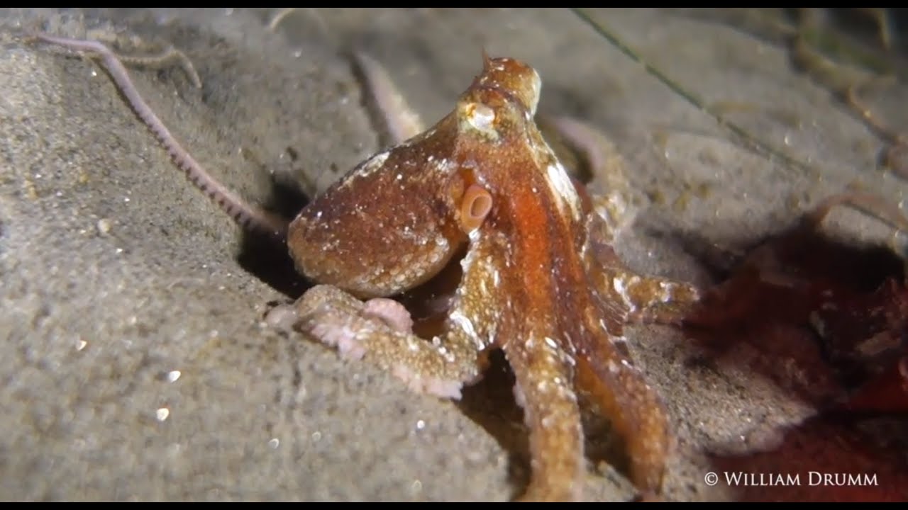 Breakwater Cove Night Dive - Scuba Diving Monterey California - YouTube
