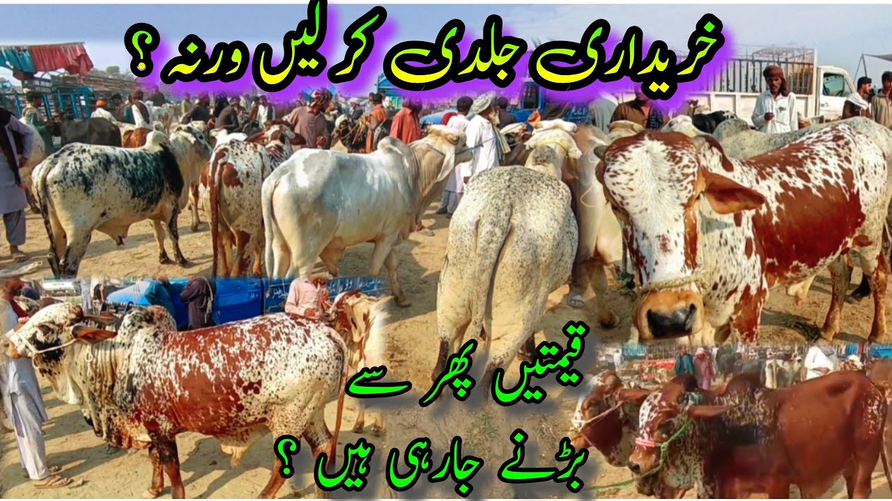 Luddan Cattle Market Part (2) Detailed Price /Sahiwal Cholistani Bachra ...