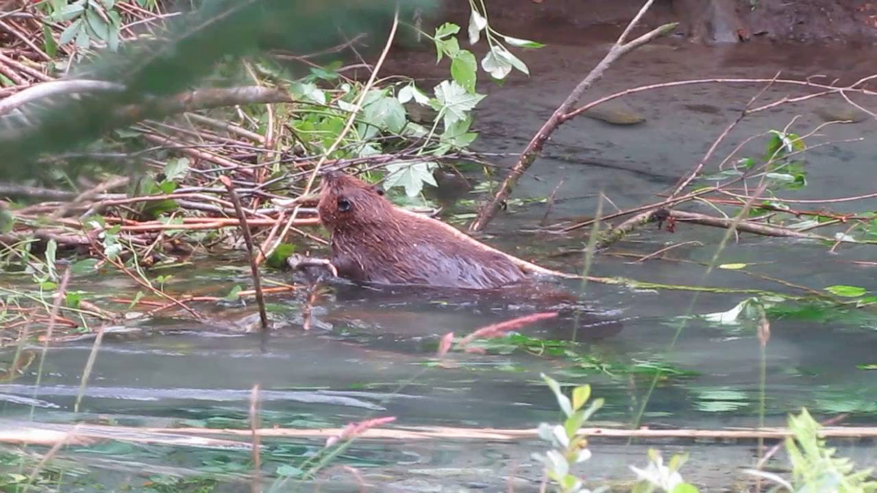 Beaver hard at work dam building - YouTube