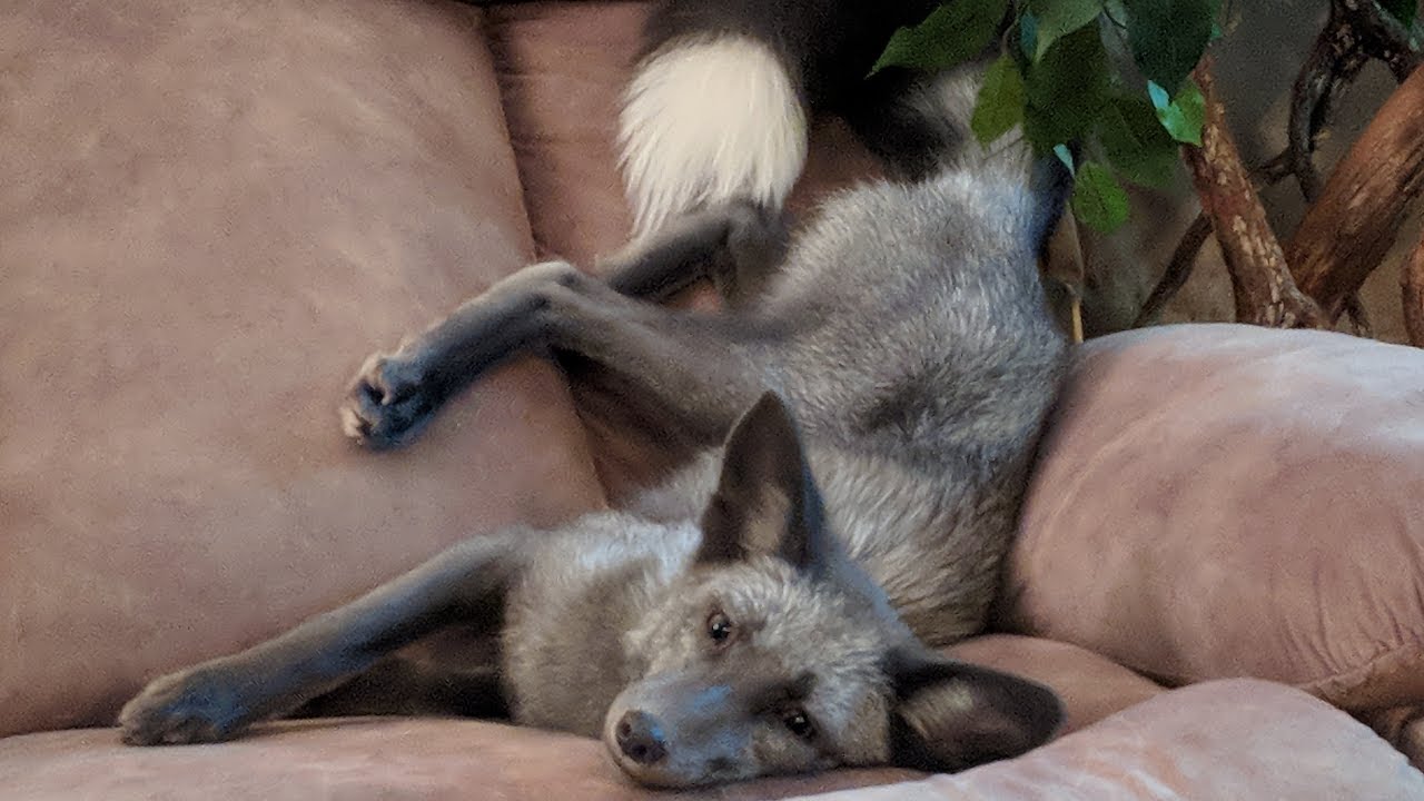 Crazy Pet Fox Runs In Circles Of Excitement YouTube crazy-pet-fox-runs-in-circles-of-excitement-youtube