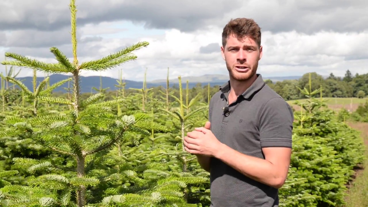 Duff Trees Profile - Christmas Tree Wholesaler in Scotland - YouTube