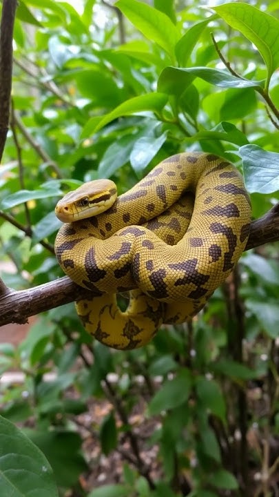 Anaconda vs Reticulated Python: WHO WINS? 🐍 - YouTube