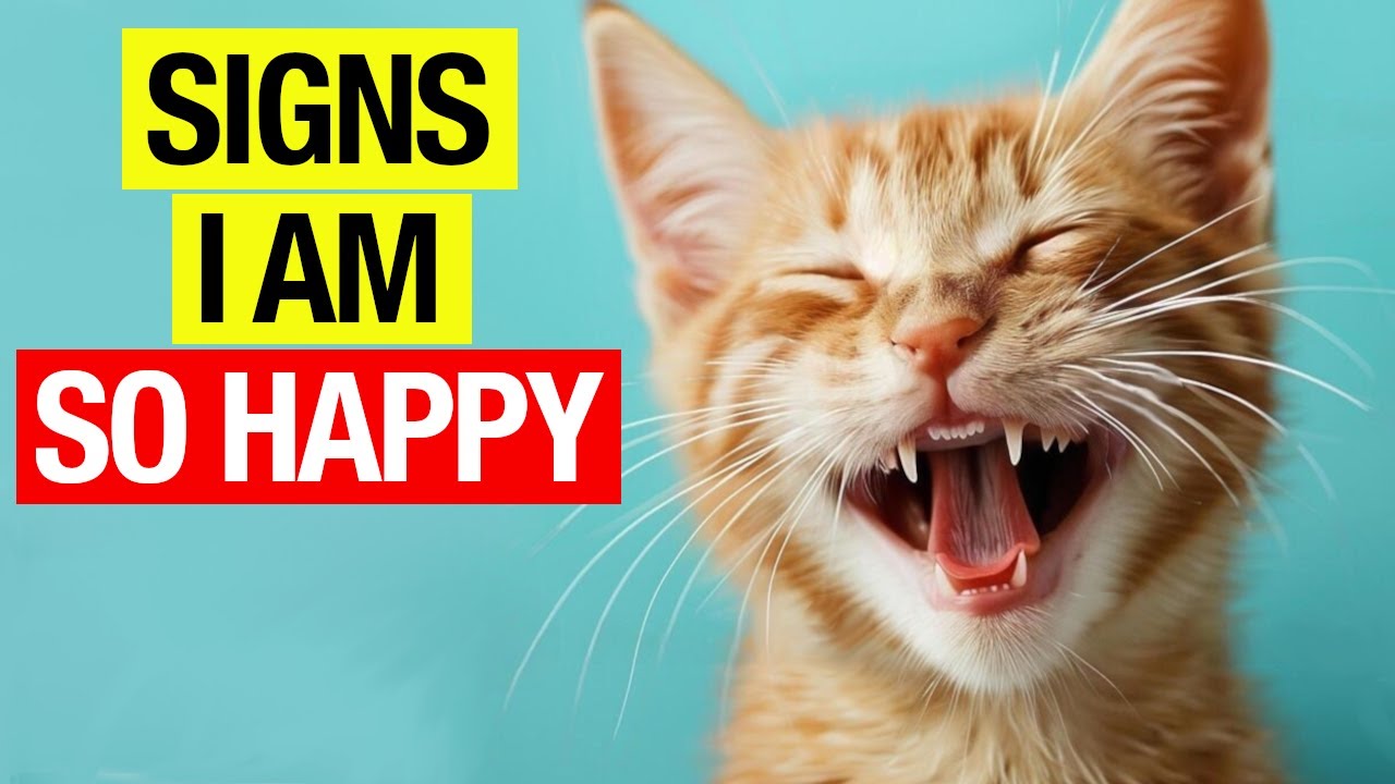 20 Signs Your Cat Is Happy and Healthy! - YouTube