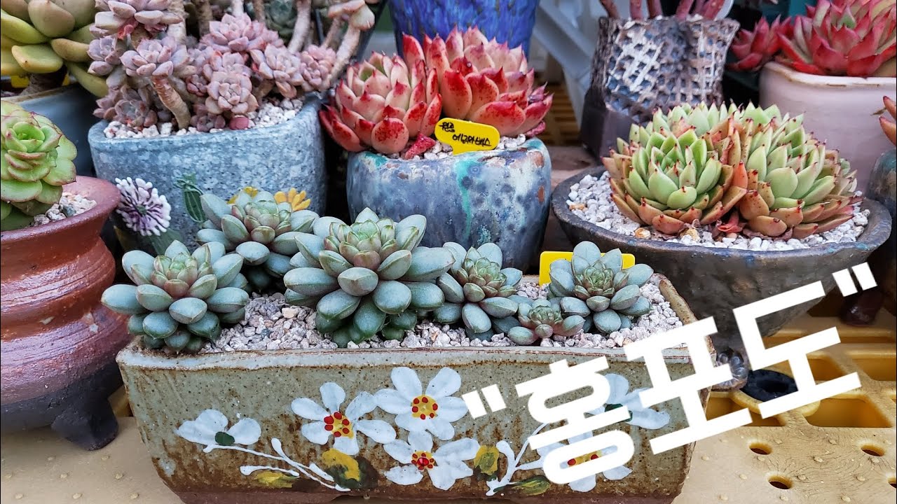 오래묵은 홍포도대호환금 분갈이해요묵둥이분갈이요령다육이키우기 옥상다육 국민다육 초보다육 Youtube