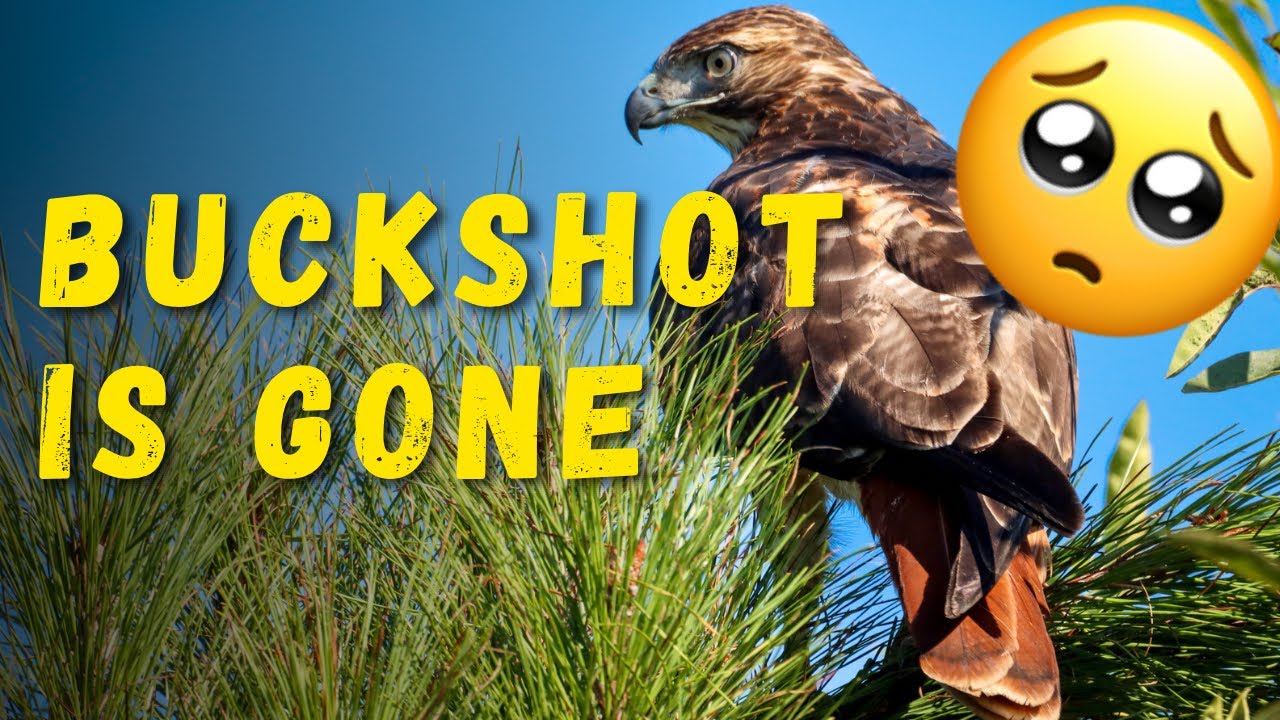 My Hawk is Free Again! - YouTube