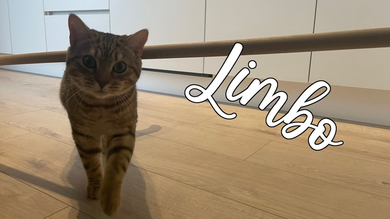 Funny Cat Does Limbo Game??? - YouTube