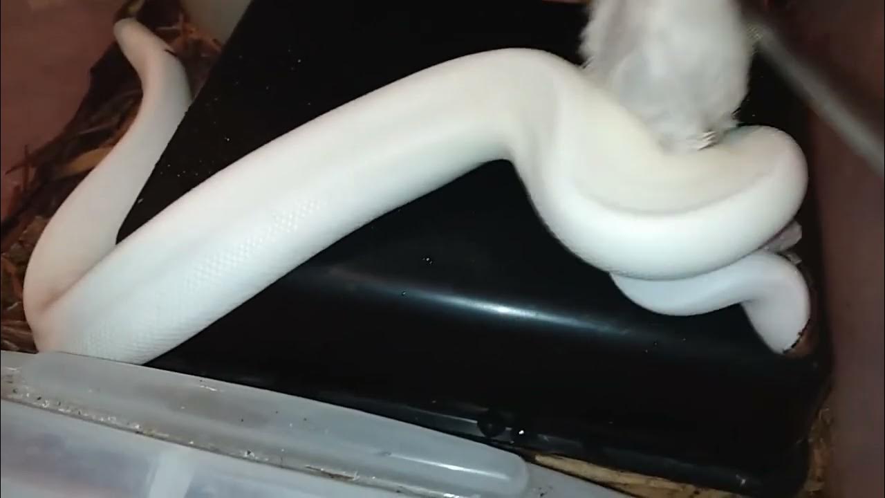 ball python eating - YouTube