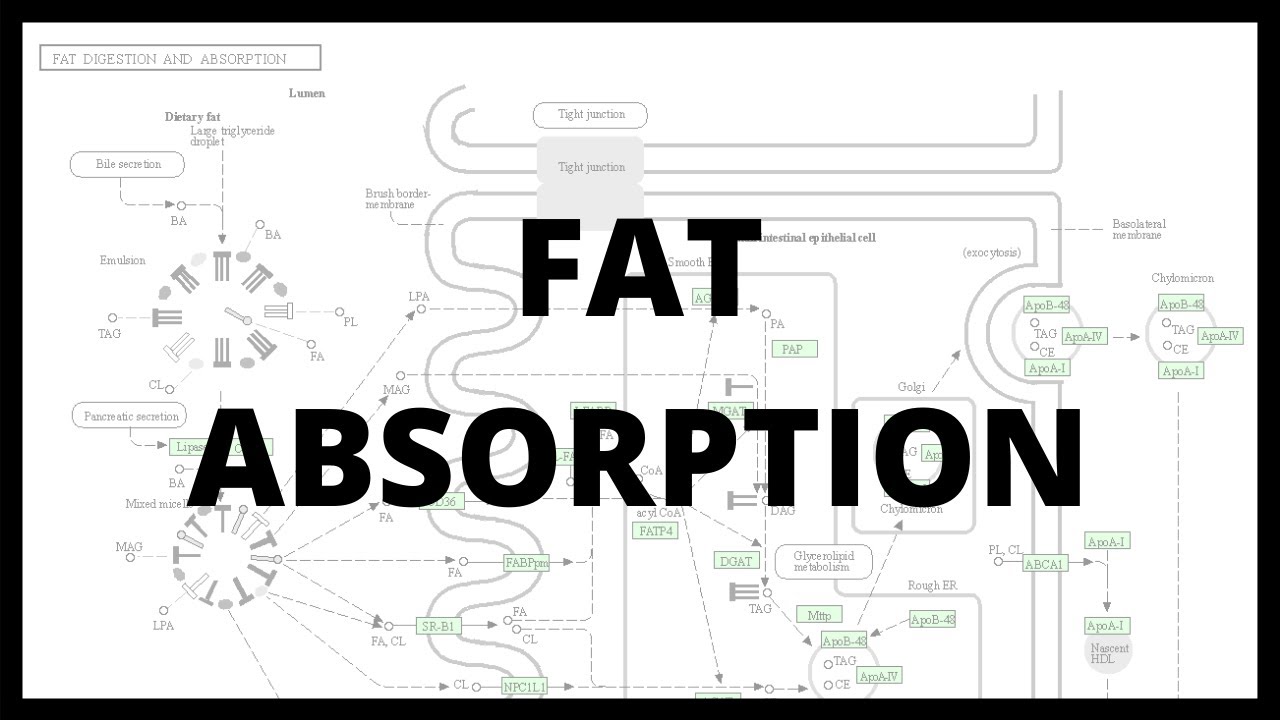 Lipid/ Fat Absorption | Biochemistry | Inspiring Mindz Coaching # ...