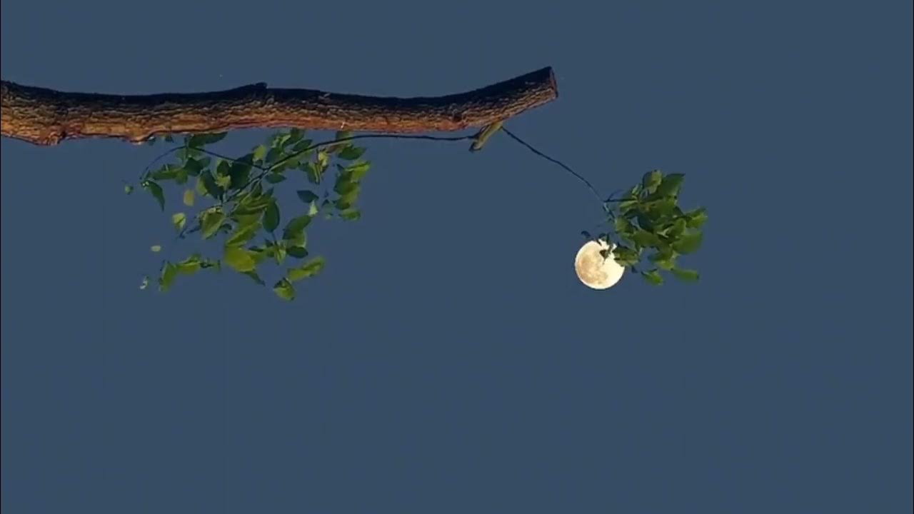 romanticizing studying playlist - YouTube Music