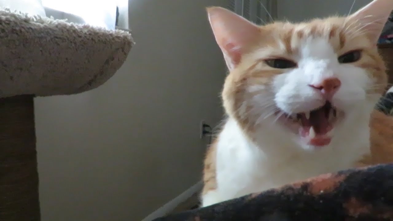 Cat Meows And Puts His Dirty Butt On My Pillow - YouTube