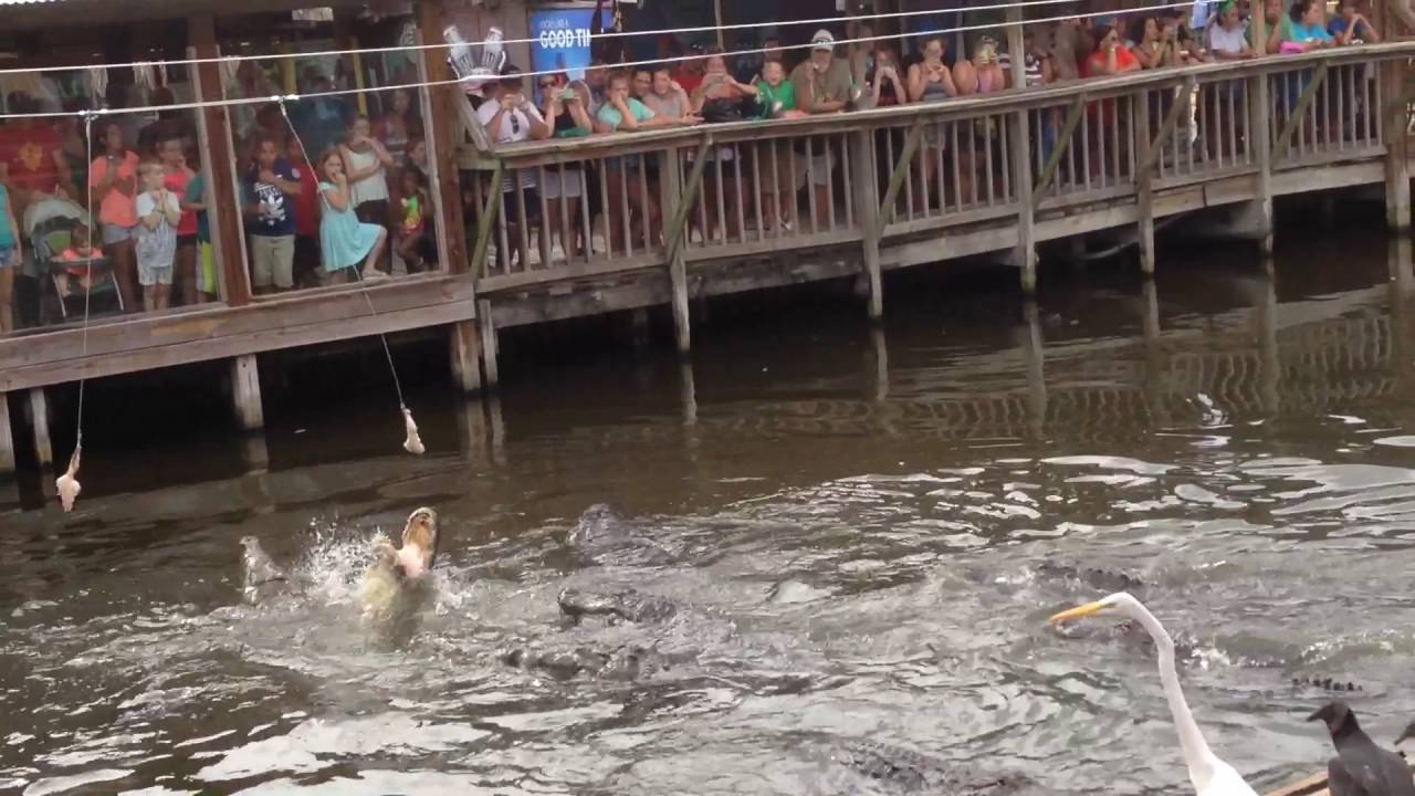 Alligator show goes wrong!! - YouTube