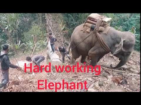 Dangerous Area!! Elephant. Hard working Elephant#Lamlam wangnao vlogs ...