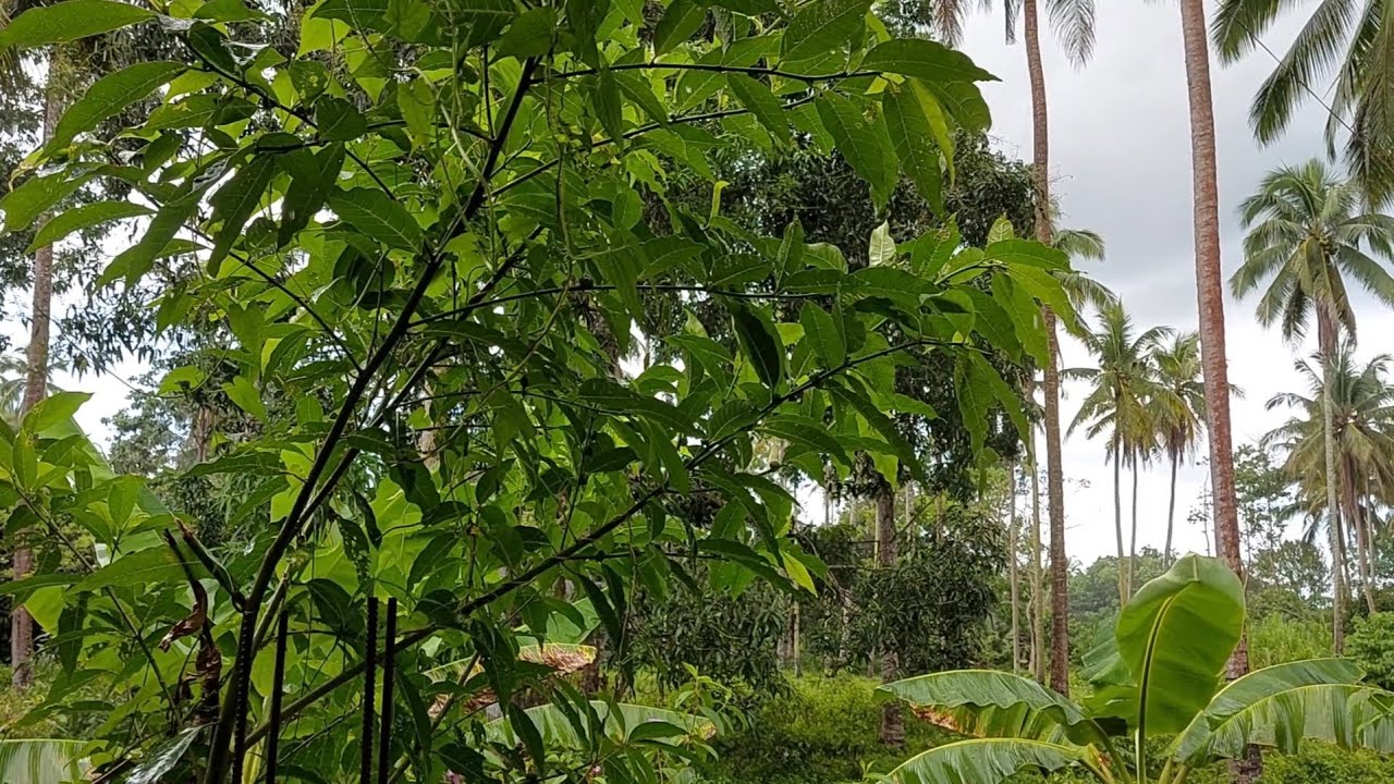 PROVINCE LIFE IN THE PHILIPPINES RAINY WEATHER COUNTRYSIDE SLOW PACED ...