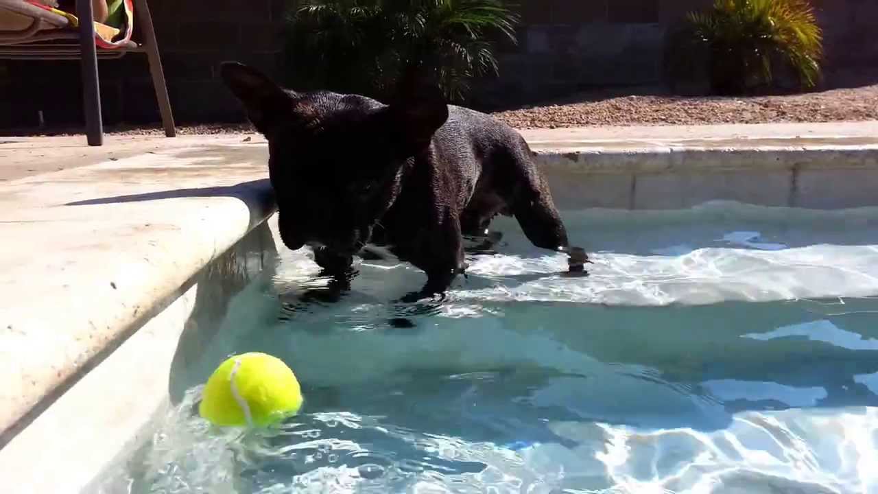 Phife the French Bulldog in the pool, discovering that tennis balls ...