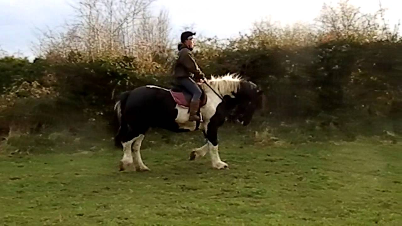 samson 16hh irish draught cross cob. first ride at our yard. - YouTube