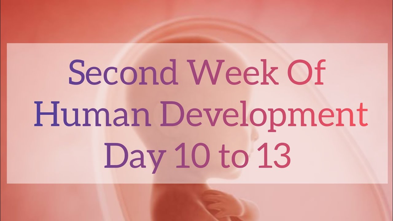 Second Week Of Human Development Day 10 to 13 - YouTube