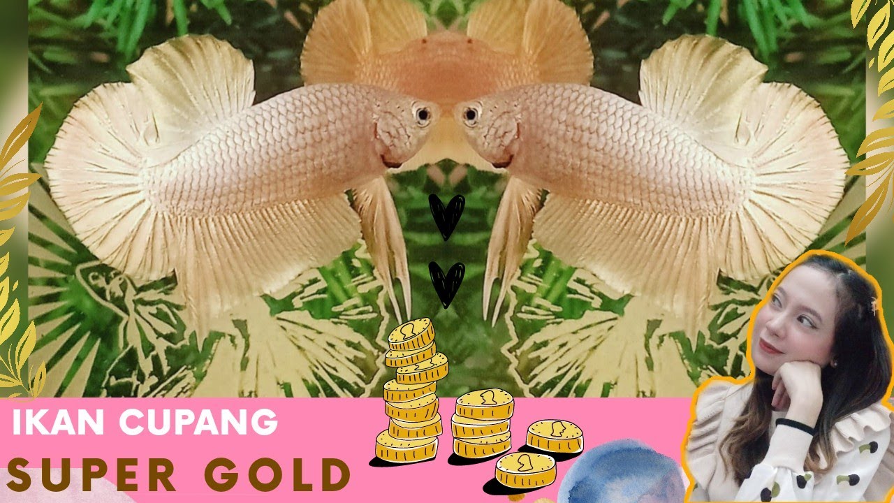 IKAN CUPANG SUPER GOLD 24 KARAT - YouTube