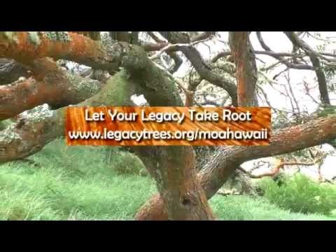 Saving Koa Trees, Big Island of Hawaii, Rain Forest of King Kamehameha ...
