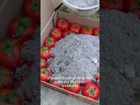 This Amish Tomato Preservation Hack Will Blow Your Mind!  #shorts
