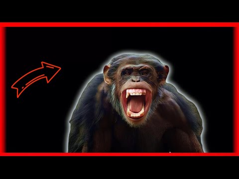 Travis The Chimp Case #awareness - YouTube
