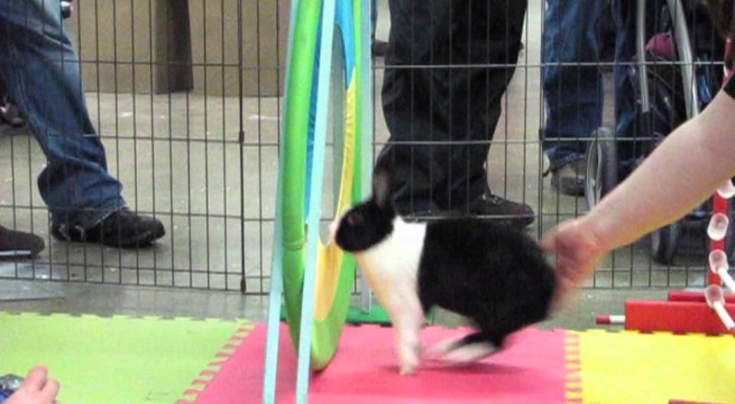 The Canadian Rabbit Hopping Club Presents... - YouTube