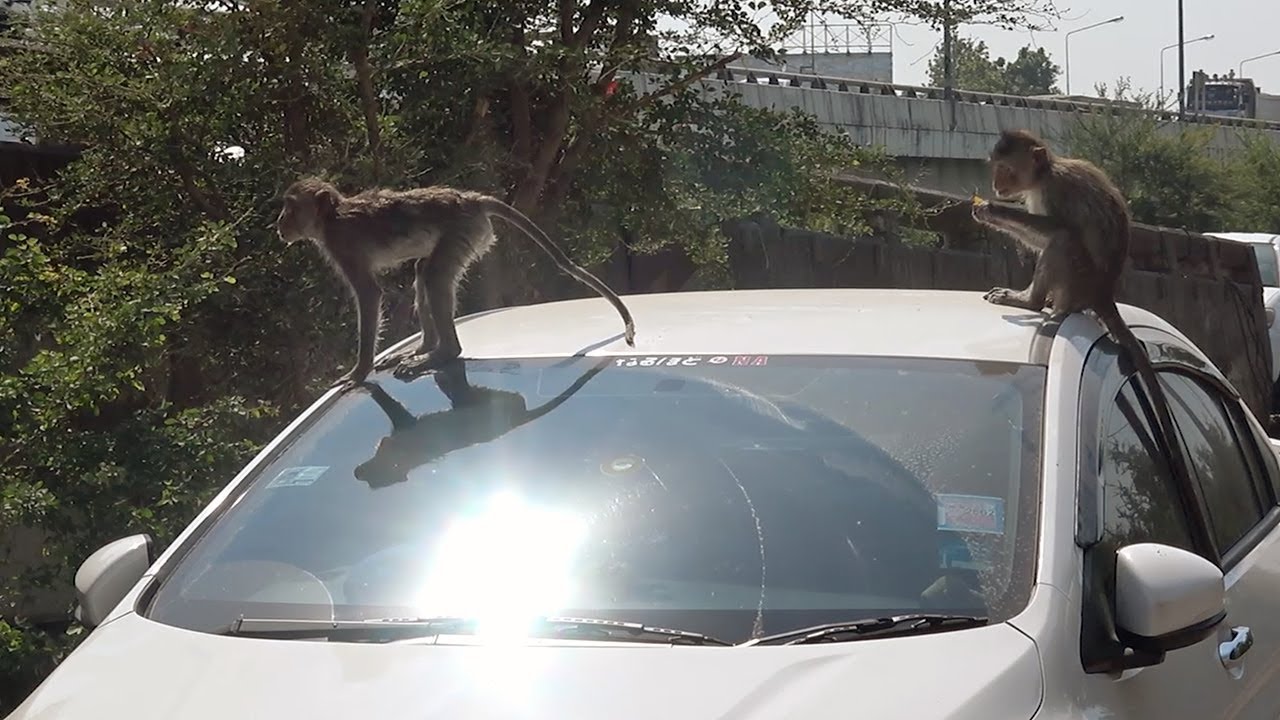 Monkeys Ambush Parked Car - YouTube